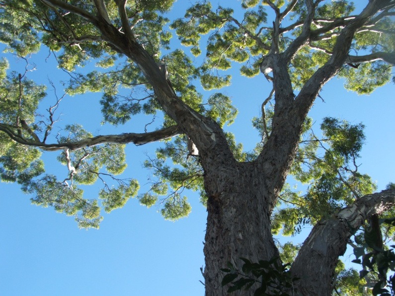 HOME - Save Our Woodlands