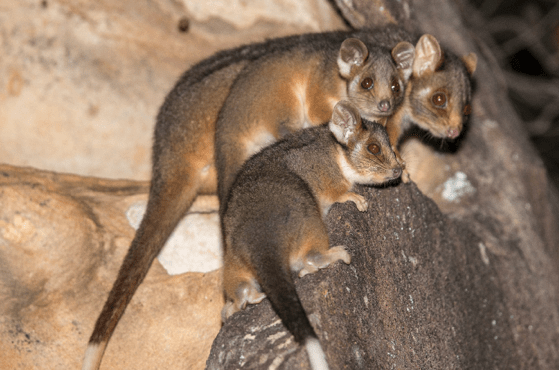 RING-TAILED POSSUMS - Save Our Woodlands