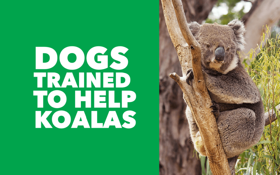 Koala Archives - Save Our Woodlands