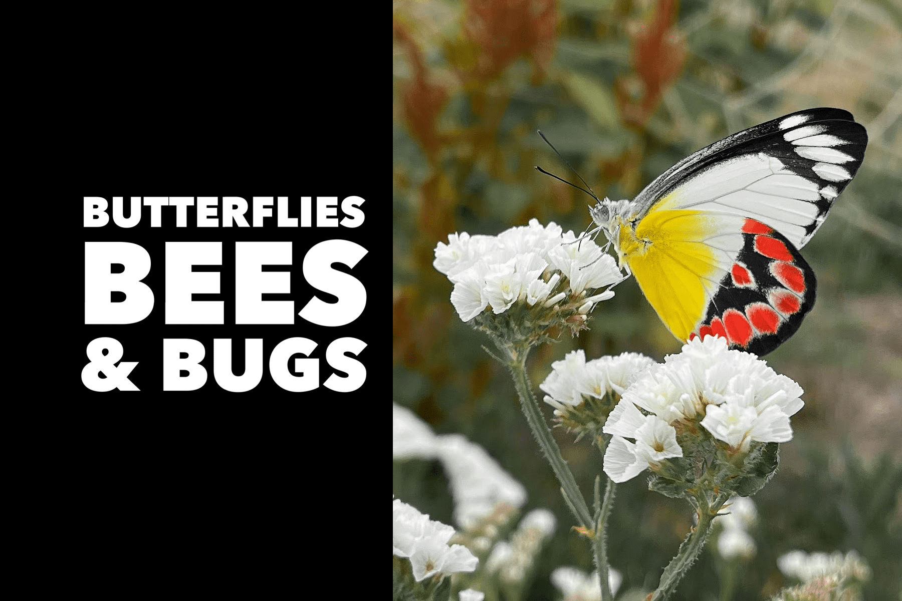 BUTTERFLIES, BEES & BUGS - Save Our Woodlands