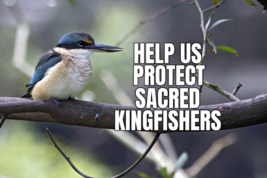 SACRED KING FISHER (VIDEO) - Save Our Woodlands